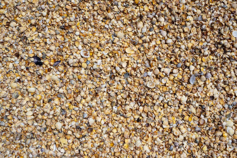 Shellstone Component Background. Stock Image - Image of mineral, detail ...