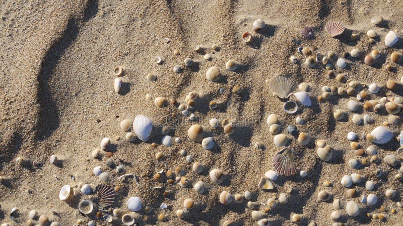 Shelly Beach stock photo. Image of shells, crustaceans - 31606616