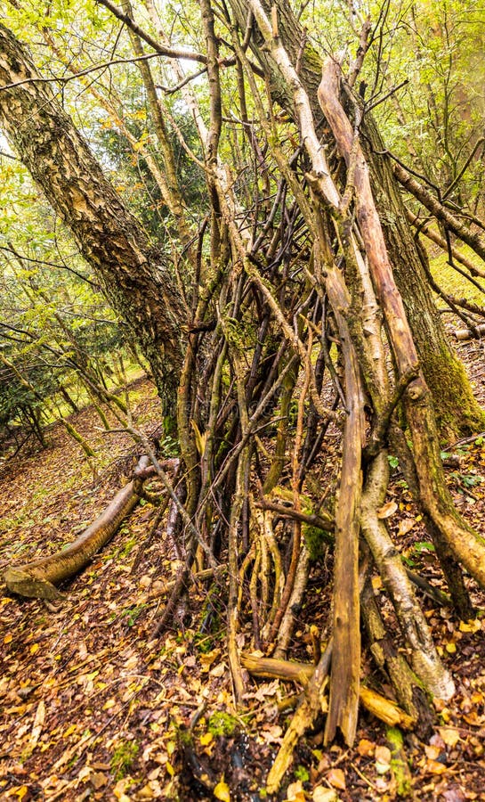 Forest Survival Shelter stock image. Image of natural - 232452209