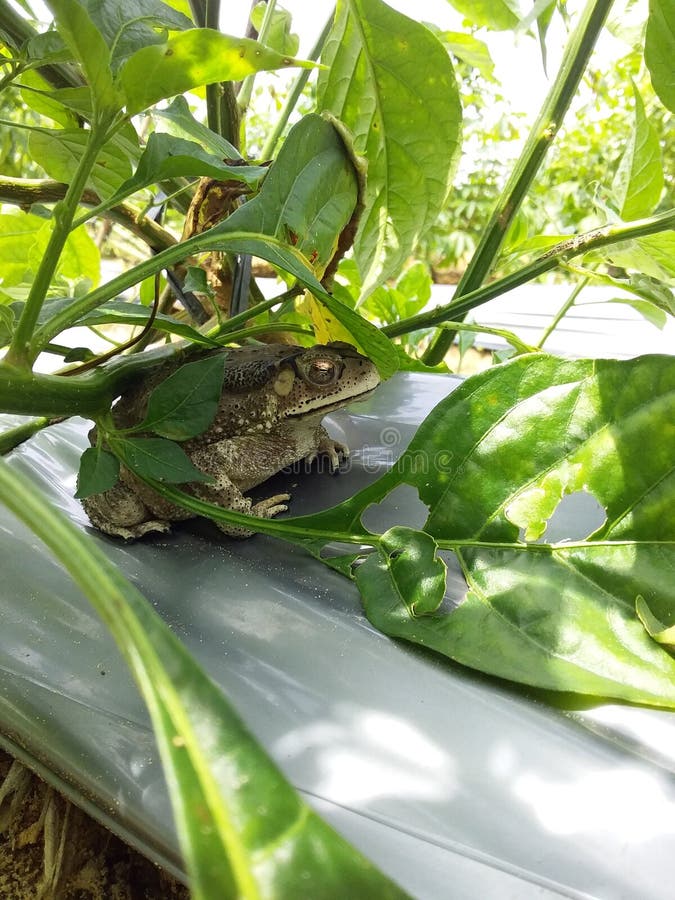 Shelter frogs stock image. Image of jungle, city, animal - 203592443