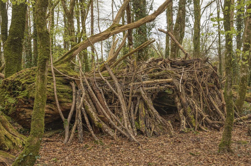 Shelter Made of Branches and a Fallen Tree Stock Photo - Image of ...
