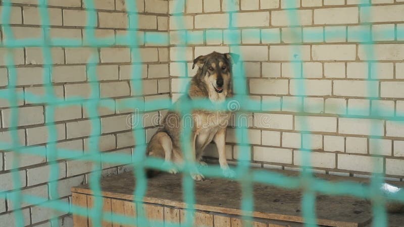 Stray Dogs in an Animal Shelter. a Shelter for Dogs. Stock Video ...