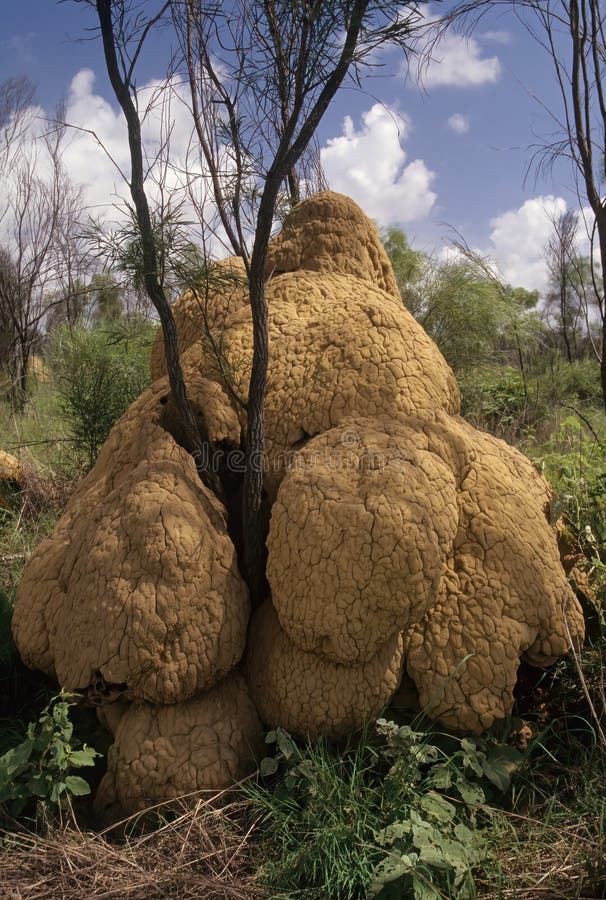 Shelter tubes Termites stock photo. Image of subterranean - 278167670