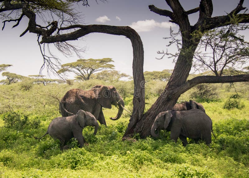 Shelter under the tree stock photo. Image of hiking, shelter - 92274142