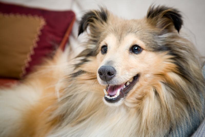 Sheltie puppies stock photo. Image of puppies, cheerful - 8687252