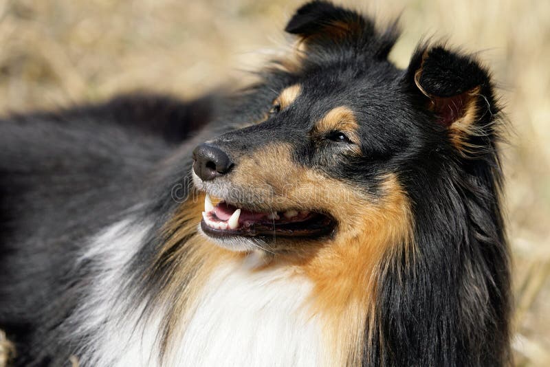 Sheltie stock image. Image of look, curious, nature, long - 12848003