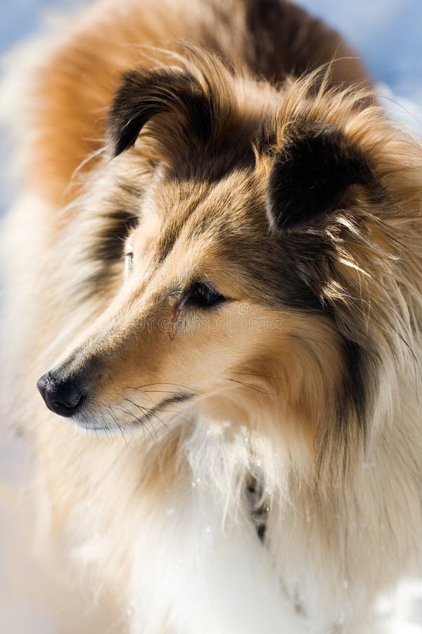 Sheltie stock photo. Image of faithful, nature, companion - 18594496