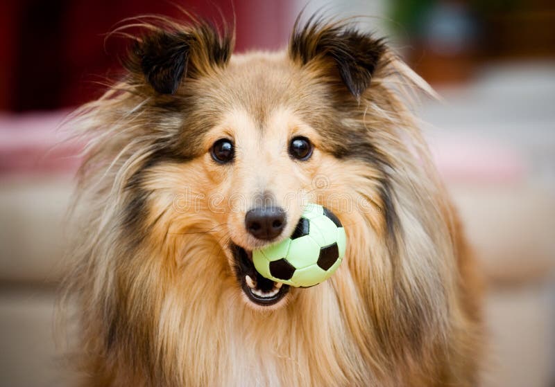 Sheltie stock photo. Image of ball, breed, cute, green - 2150280