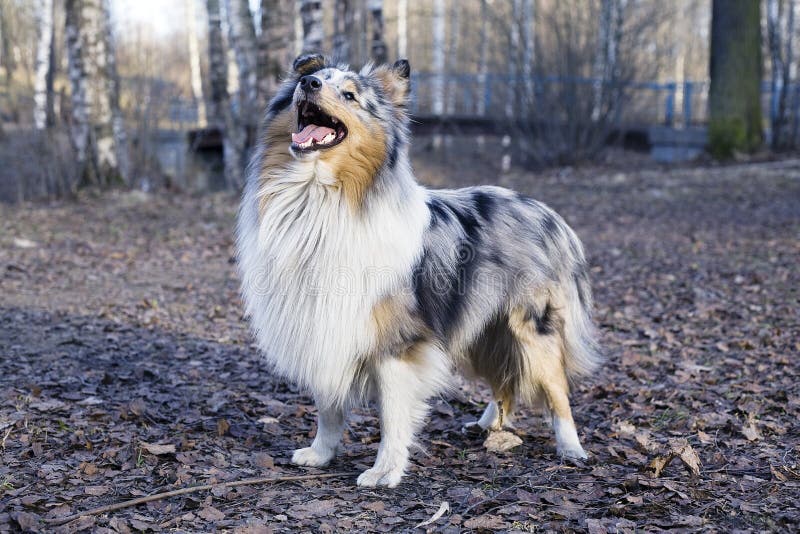 Sheltie stock image. Image of breed, wool, genealogical - 21968123