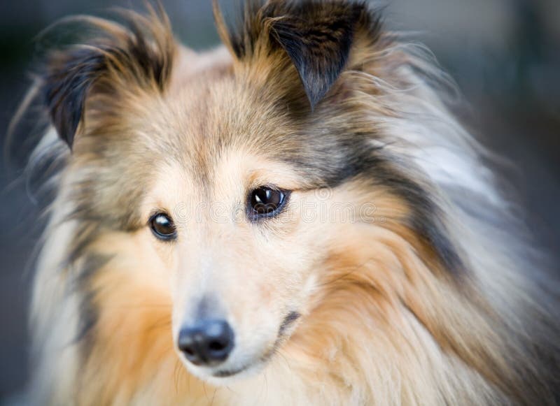 Sheltie stock photo. Image of brown, shetlandsheepdog - 3241878