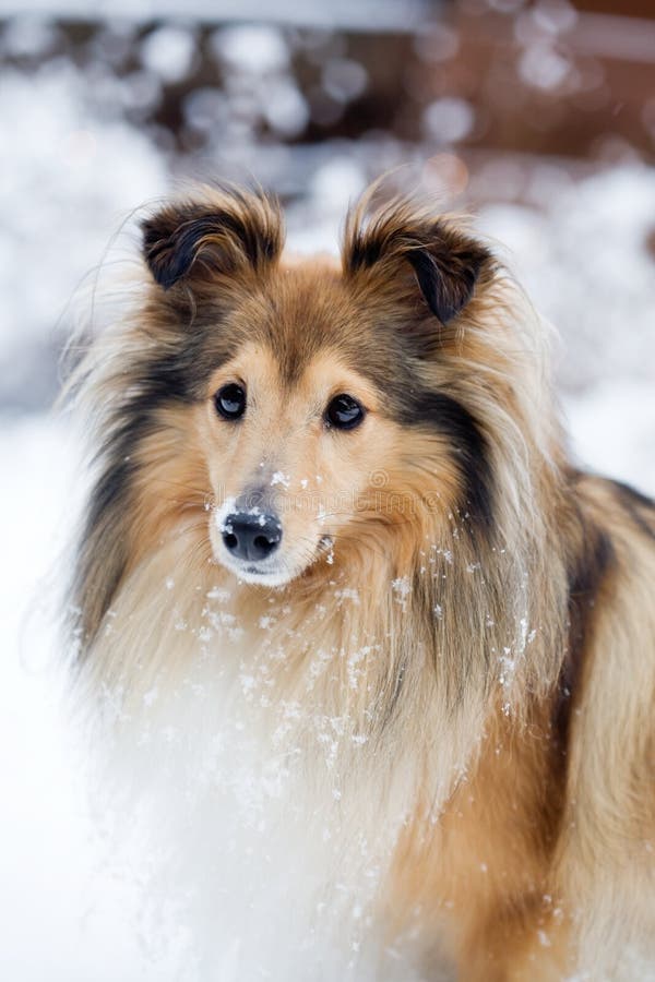 Sheltie stock photo. Image of portrait, beautiful, mammal - 9573846