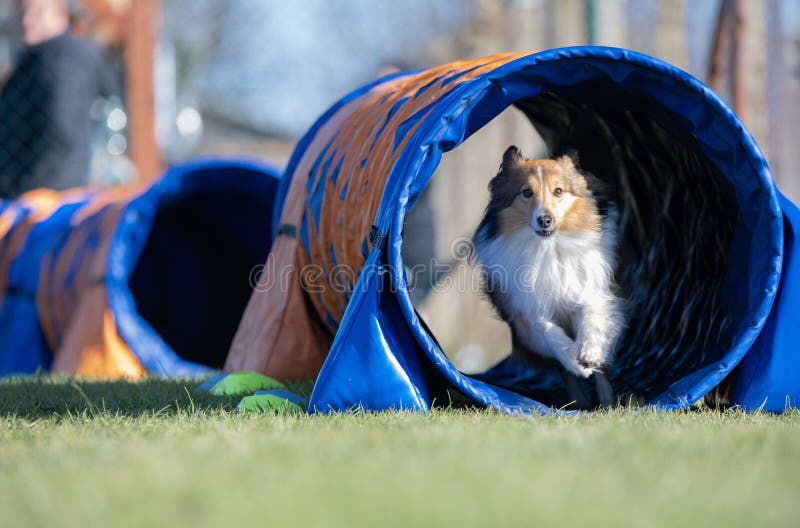 Sheltie at Agility Competitions. Running through Obstacles and Tunnels ...