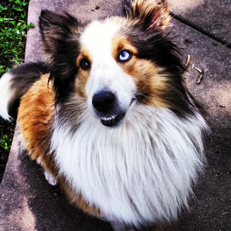 Sheltie Collie stock photo. Image of collie, blue, sheltie - 42604696