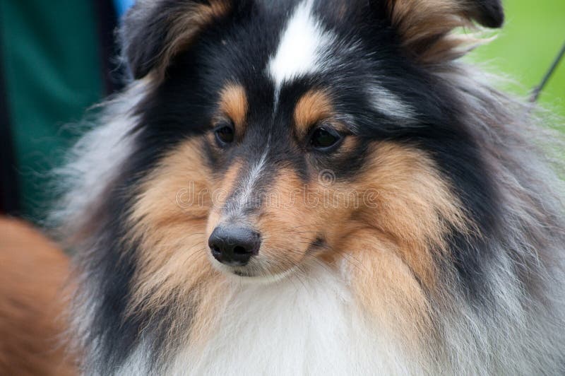 Sheltie - De Hond Van De Schapen Van Shetland Stock Afbeelding - Image ...