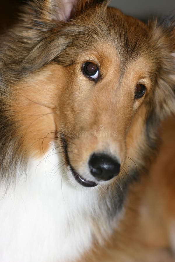 Sheltie - Shetland Sheepdog Stock Foto - Image of hond, jong: 3350972