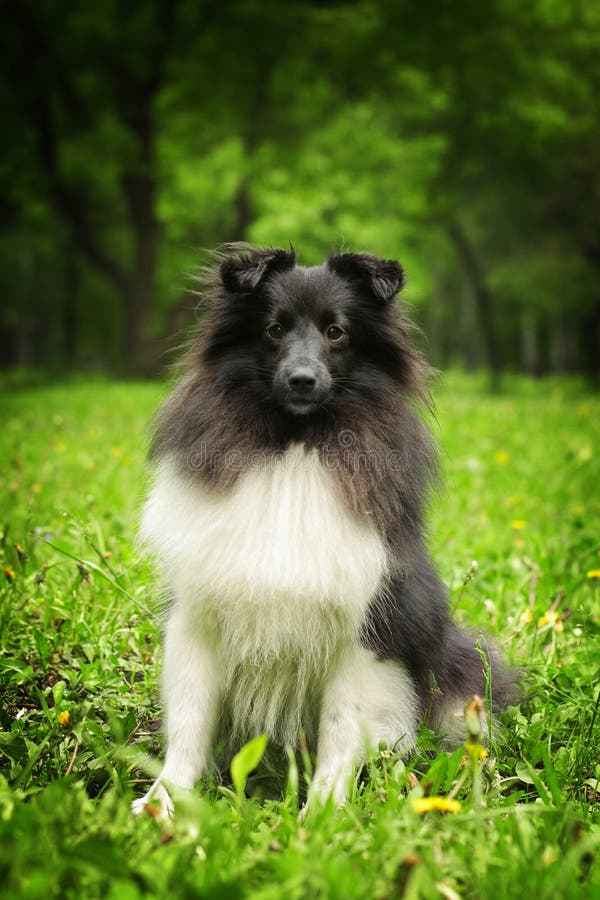 Sheltie Dog Black and White Stock Image - Image of hunting, pose: 72831377