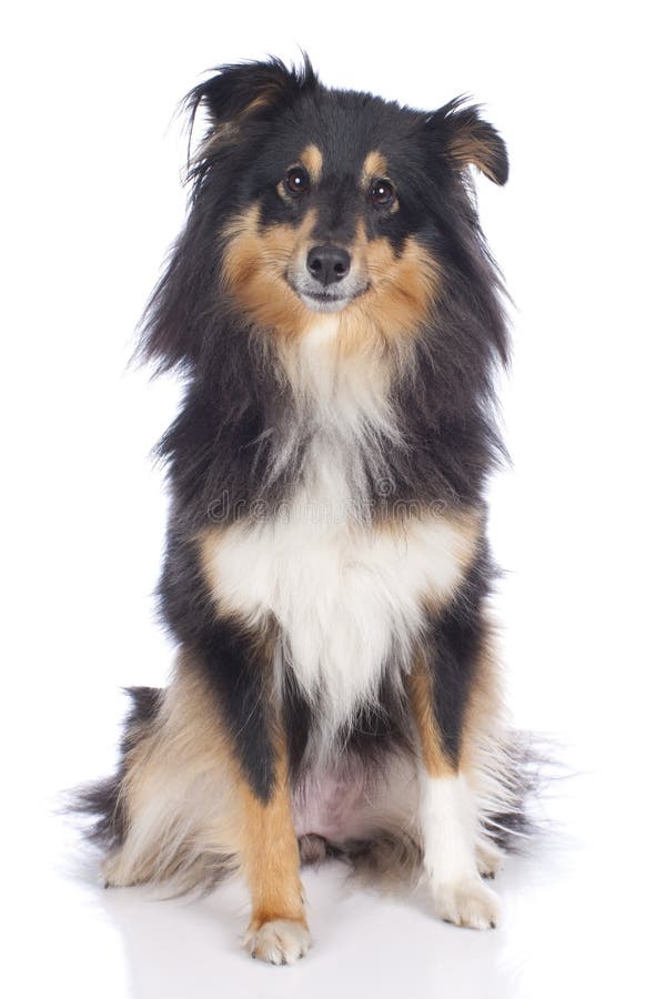 Sheltie dog isolated stock photo. Image of sheltie, working - 40461032
