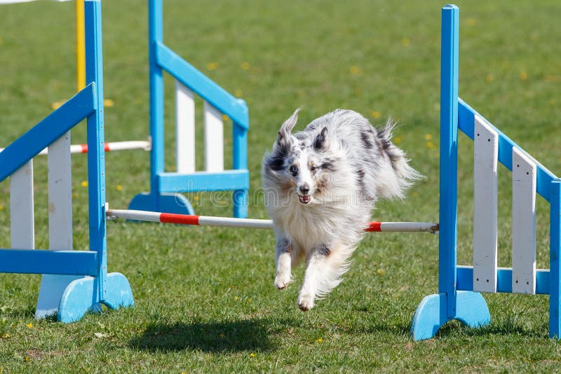 Dog Jumping Over Hurdle in Agility Competition Editorial Stock Photo ...