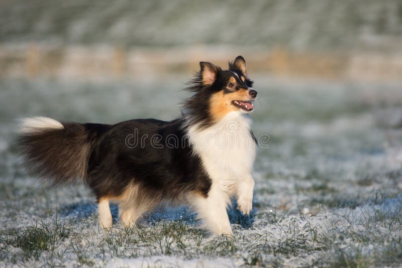 Sheltie Dog Outdoors in Winter Stock Image - Image of obedient, fluffy ...