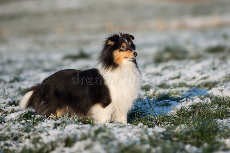 Sheltie Dog Outdoors in Winter Stock Photo - Image of outdoors, small ...