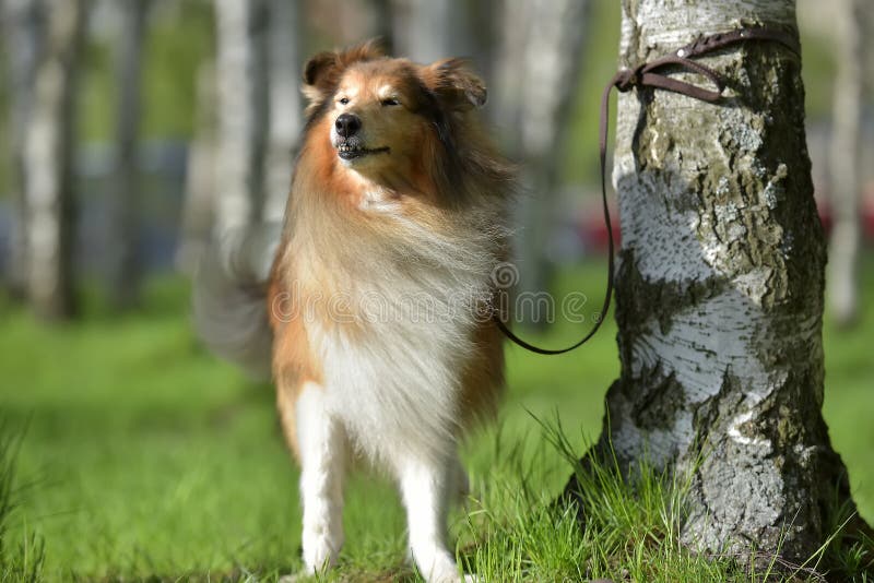 Sheltie Dog in the Park in Summer Stock Image - Image of looking ...