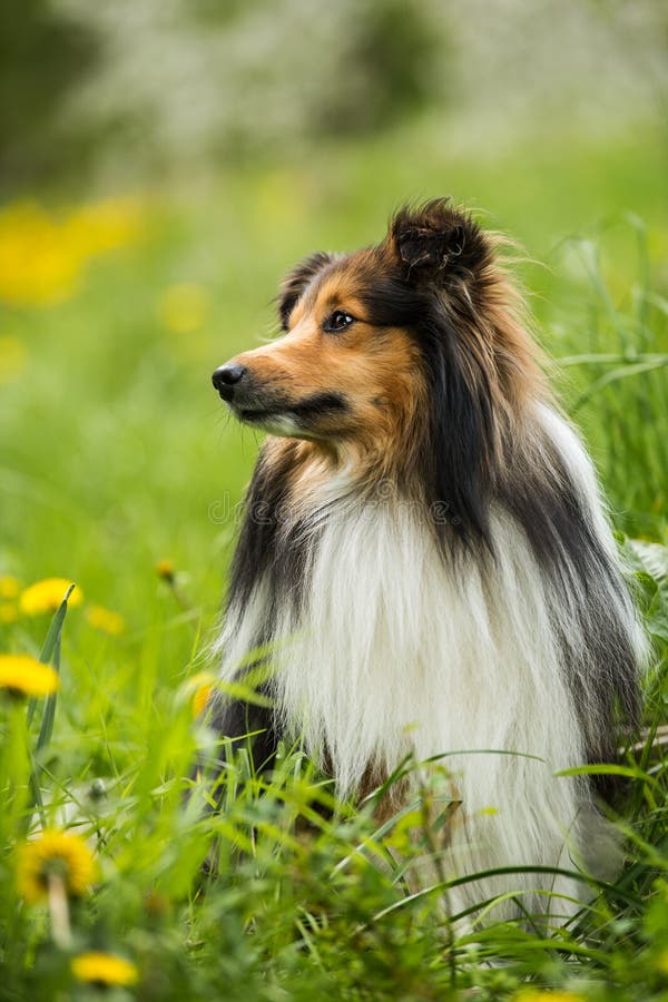 Sheltie Dog in a Spring Flower Meadow Stock Image - Image of tree ...