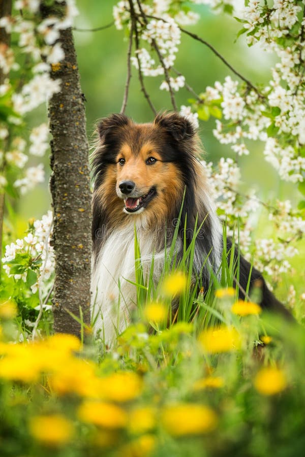 Sheltie Dog in a Spring Flower Meadow Stock Photo - Image of mammal ...