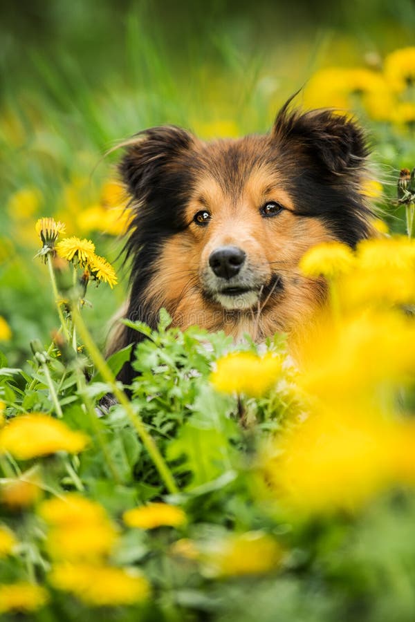 Sheltie Dog in a Spring Flower Meadow Stock Photo - Image of mammal ...