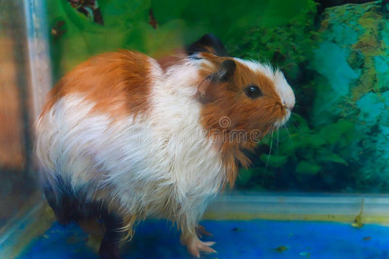 Sheltie Guinea Pig Standing in the Big Glass Stock Photo - Image of ...