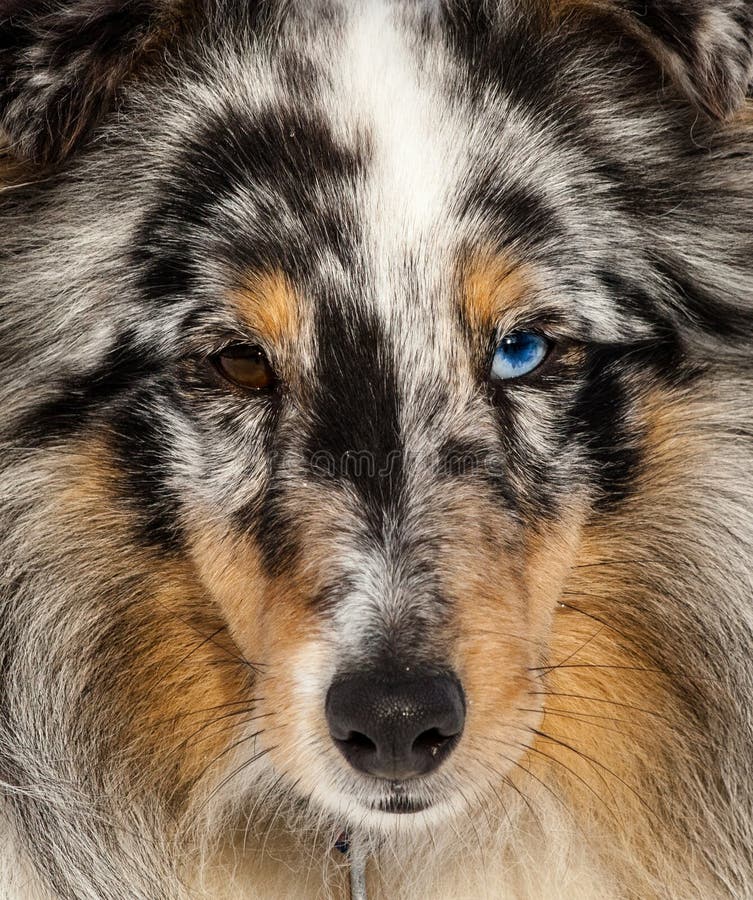 Sheltie Merle Face Portrait Stock Image - Image of sheepdog, nature ...
