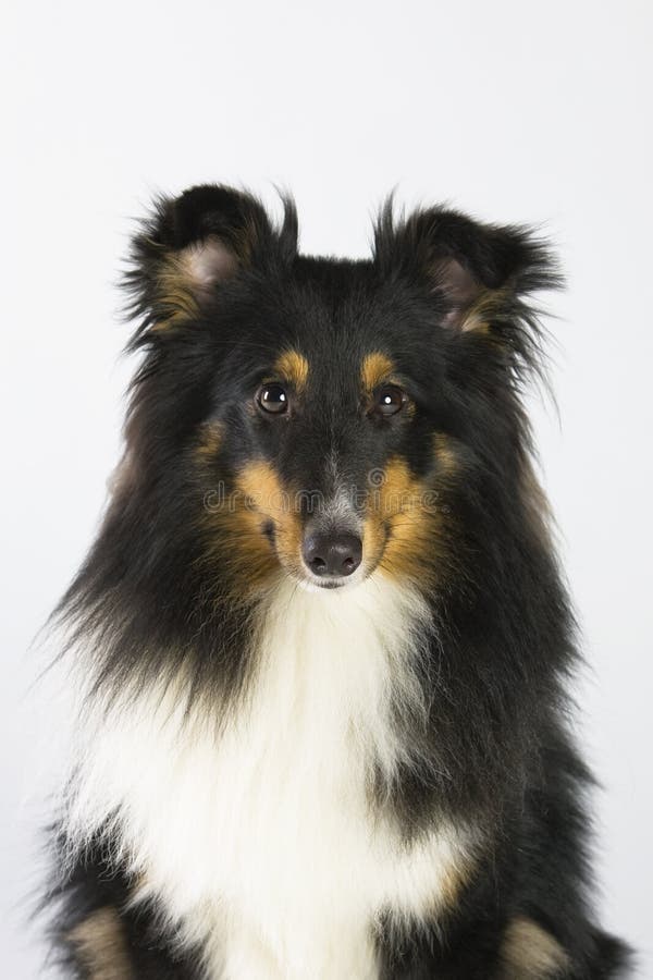 Close-up of Sheltie Dog Isolated on White Stock Photo - Image of ...