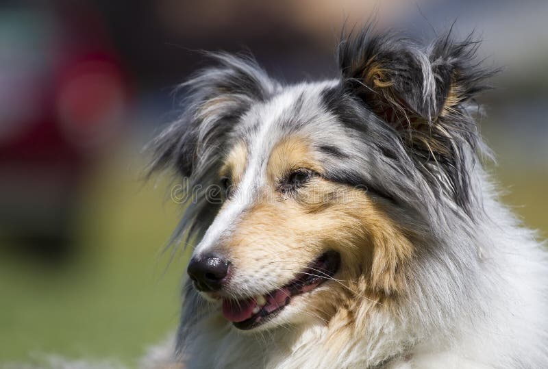 Sheltie portrait stock image. Image of happy, single - 25444125