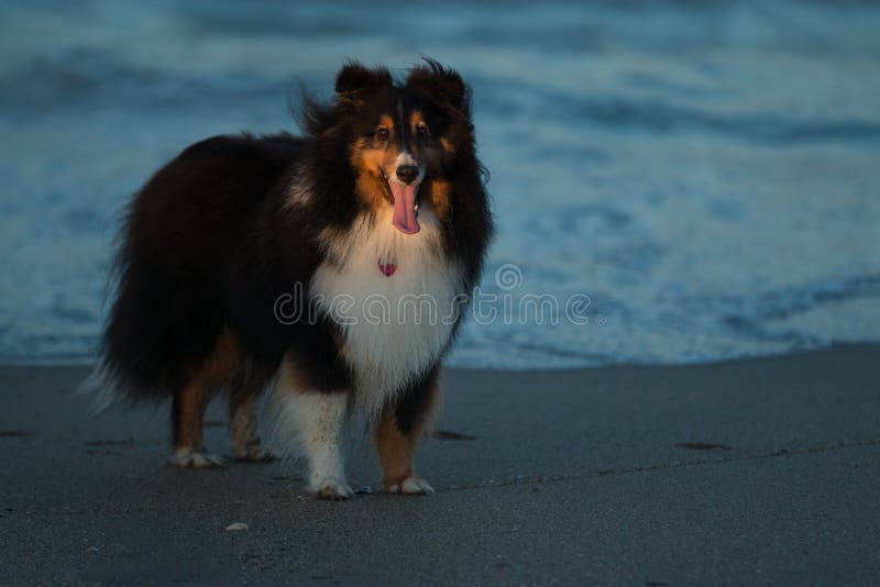 Sheltie Portrait stock photo. Image of friend, sheepdog - 93707488