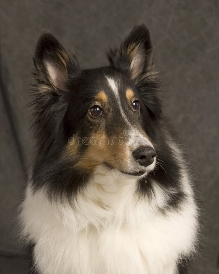 Sheltie portrait stock image. Image of sheltie, hair - 49523235
