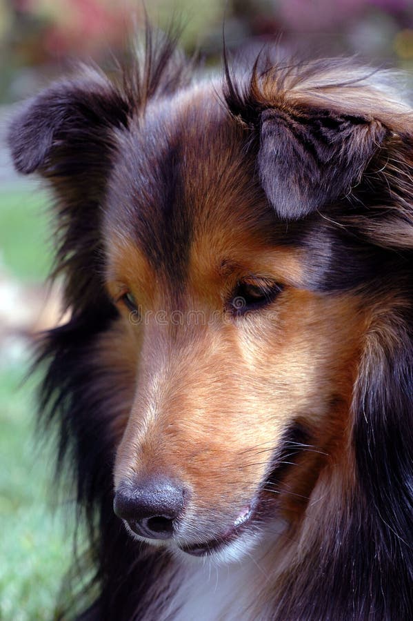 Macro Portrait of a Shaded Mahogany Sable Sheltie Stock Photo - Image ...