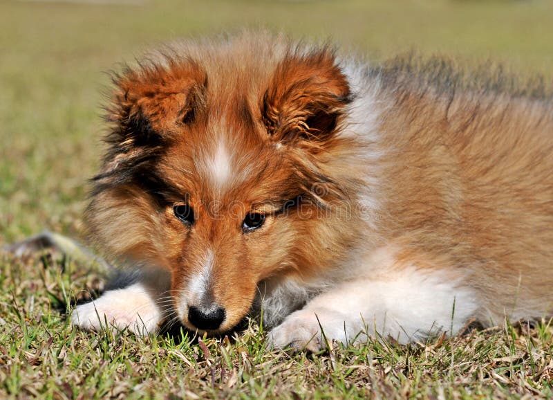Sheltie Puppy stock photo. Image of canine, sheepdog - 10581842