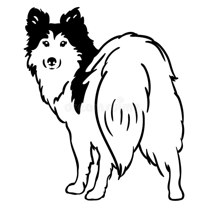 Sheltie Shetland Sheepdog EPS Vector File Stock Vector - Illustration ...