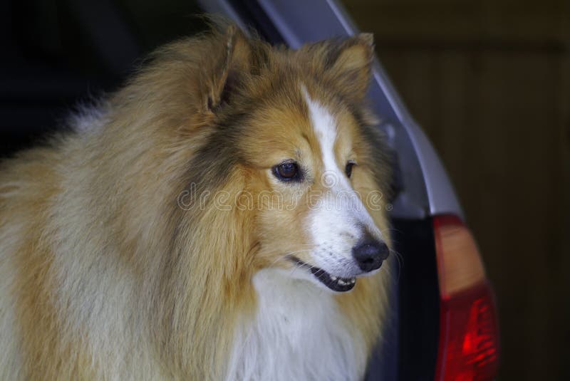 Sheltie stock image. Image of nose, shetland, sweden - 55279985