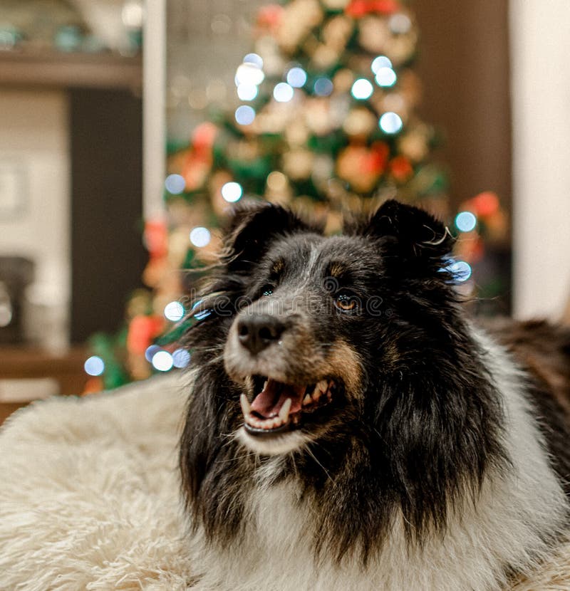 Sheltie Sitting in Front of the Christmas Tree. Stock Photo - Image of ...