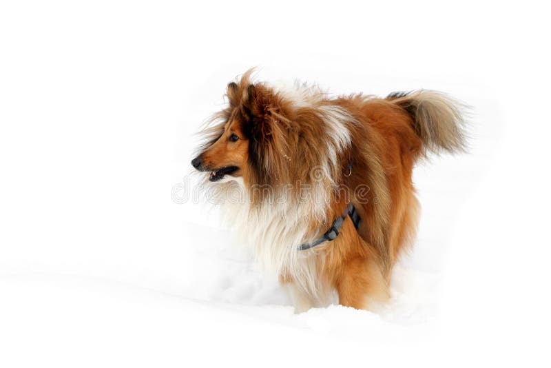 Shetland Sheepdog in Flowers Stock Photo - Image of exposition, canine ...