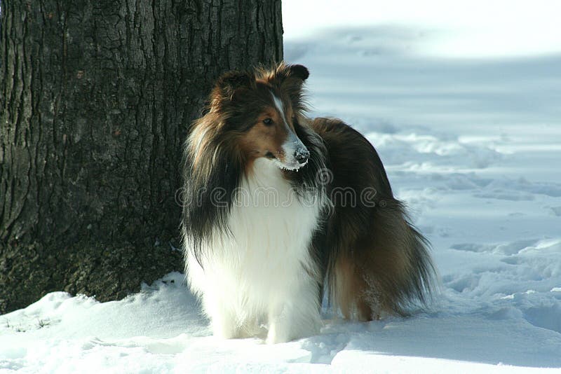 Sheltie in the Snow stock image. Image of full, animal - 452257