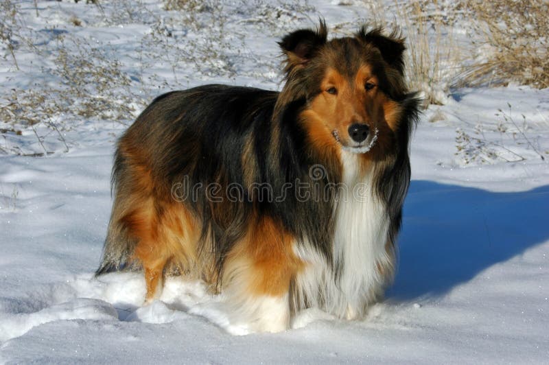 Sheltie in the Snow stock image. Image of full, animal - 452257