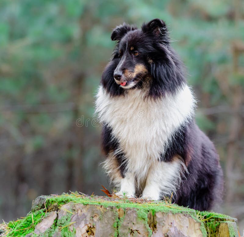 Sheltie Stands on a Tree Stump Stock Image - Image of gras, tricolor ...