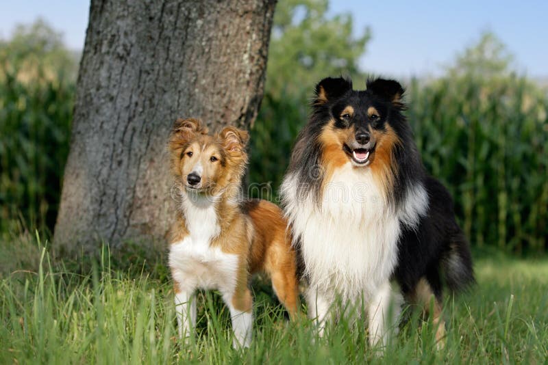 Sheltie Dog. stock photo. Image of canine, stare, mountain - 68862