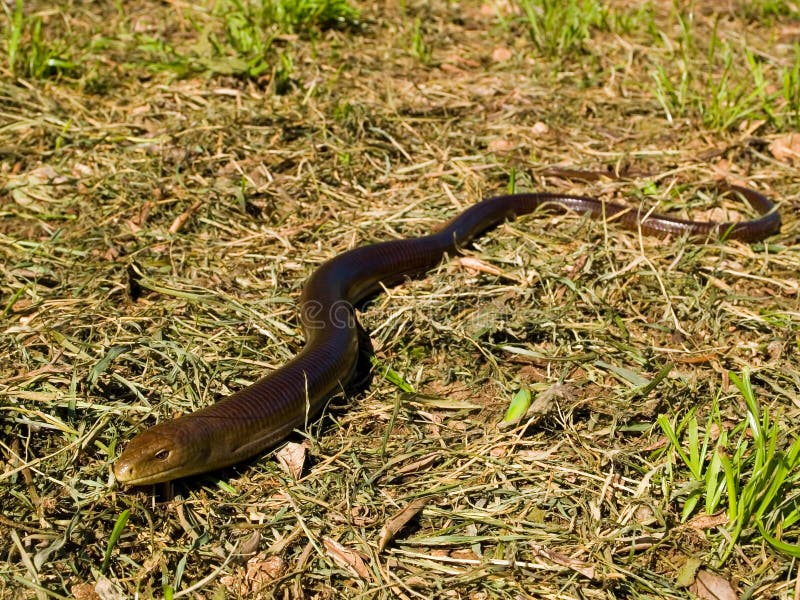 628 Limbless Stock Photos - Free & Royalty-Free Stock Photos from ...