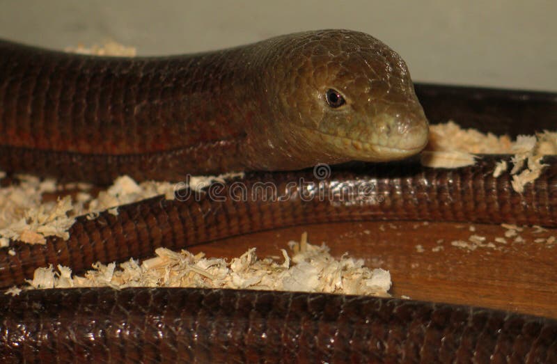 Sheltopusik (Pseudopus Apodus) Stock Photo - Image of apodus, glass ...