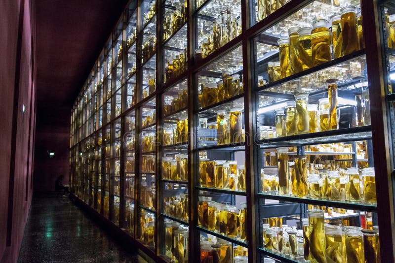 Shelves with Various Animals Preserved in Formaldehyde Solution ...