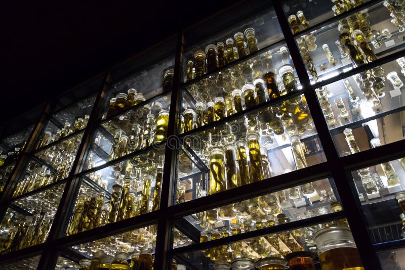 Shelves with Various Animals Preserved in Formaldehyde Solution ...