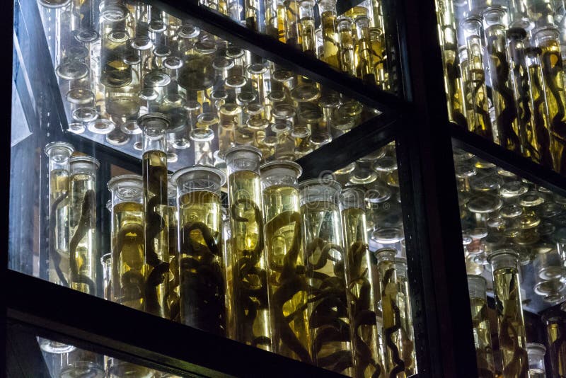 Shelves With Various Animals Preserved In Formaldehyde Solution Stock ...