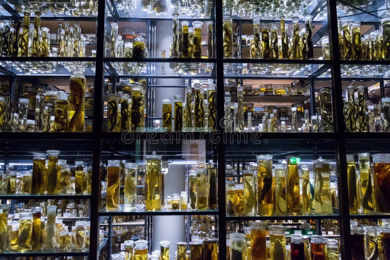 Shelves with Various Animals Preserved in Formaldehyde Solution ...
